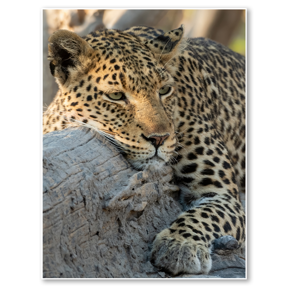 Cat Napping Paul Haddon